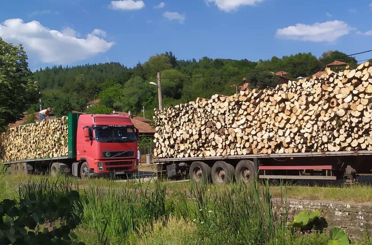 Forests gate: official data reveal the scale of criminal deforestation ...